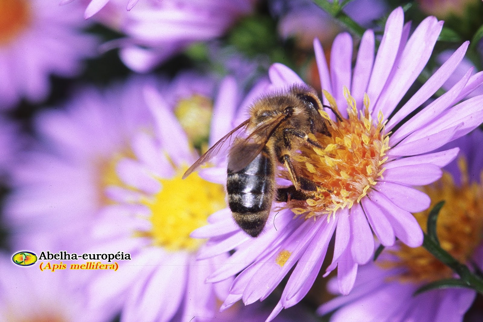 Zoologia: Abelha-européia (Apis mellifera)